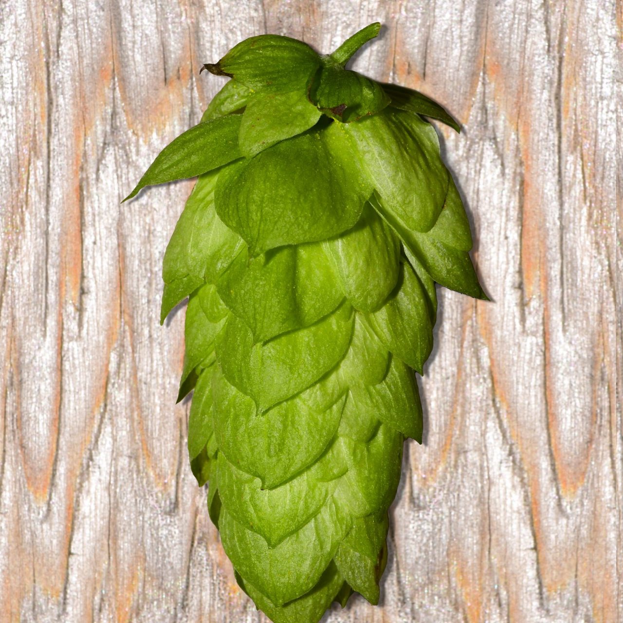 Home Brew | Hukins Hops