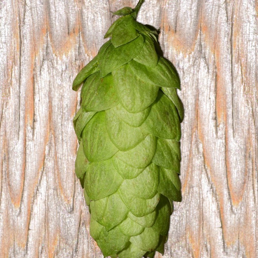 Home Brew | Hukins Hops