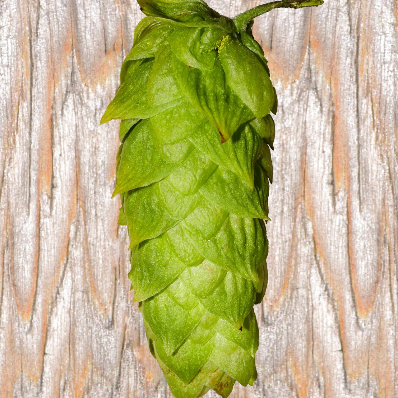 Home Brew | Hukins Hops