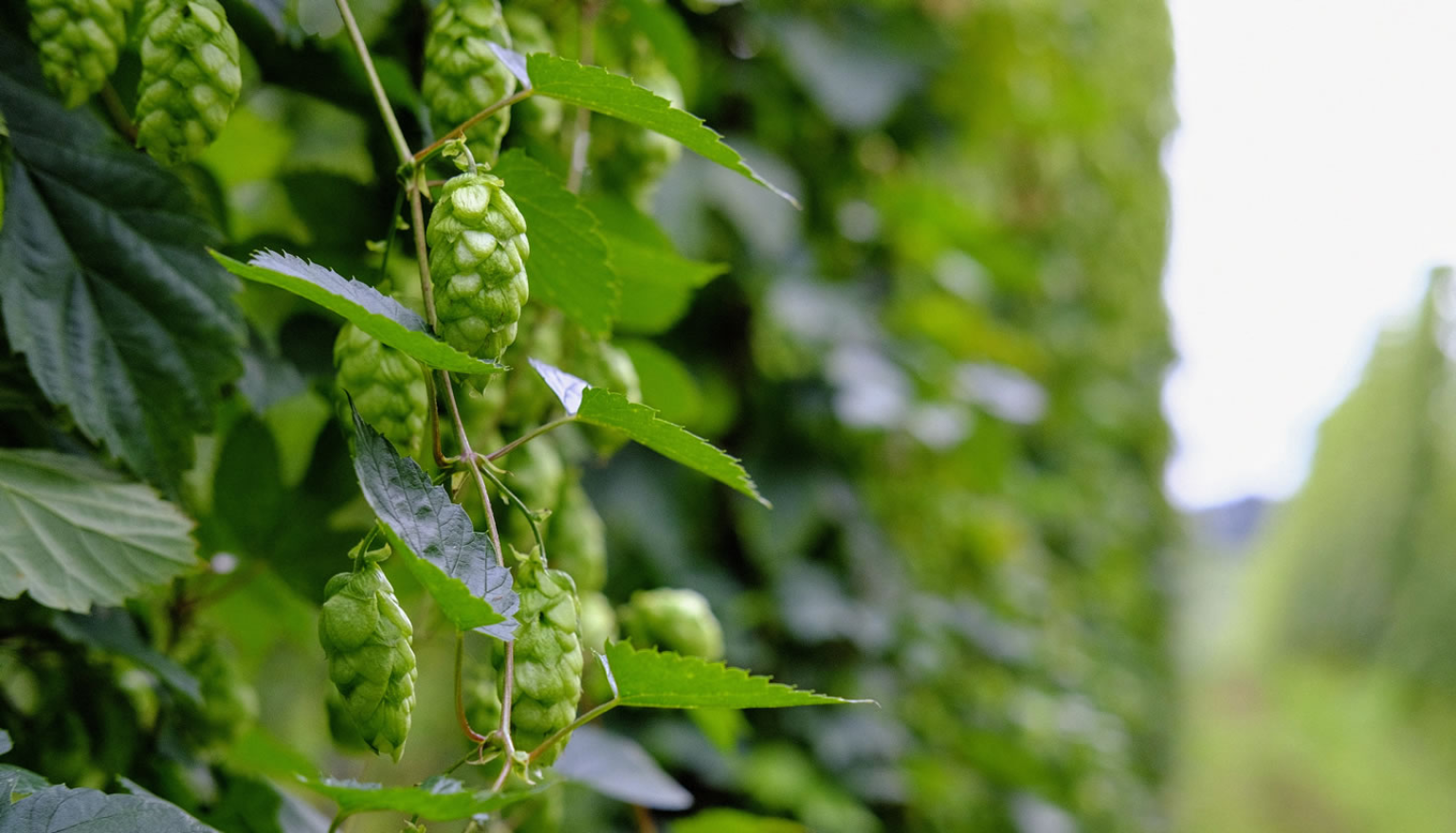 Fresh Hop Garlands For Sale | Hukins Hops