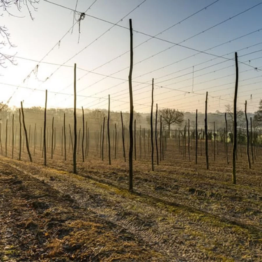Hukins Hops | Dried Hop Garlands & Fresh Hop bines for decoration
