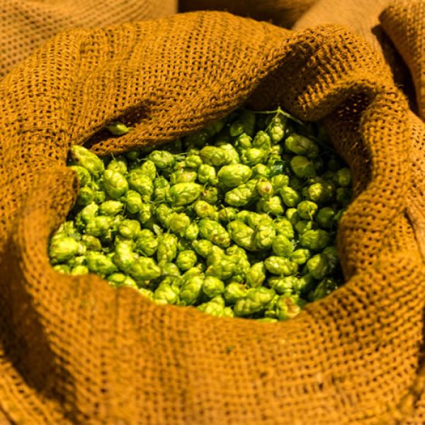 Hop Garlands | Hop Vines | Buy Decoration Fresh & Dried Garlands