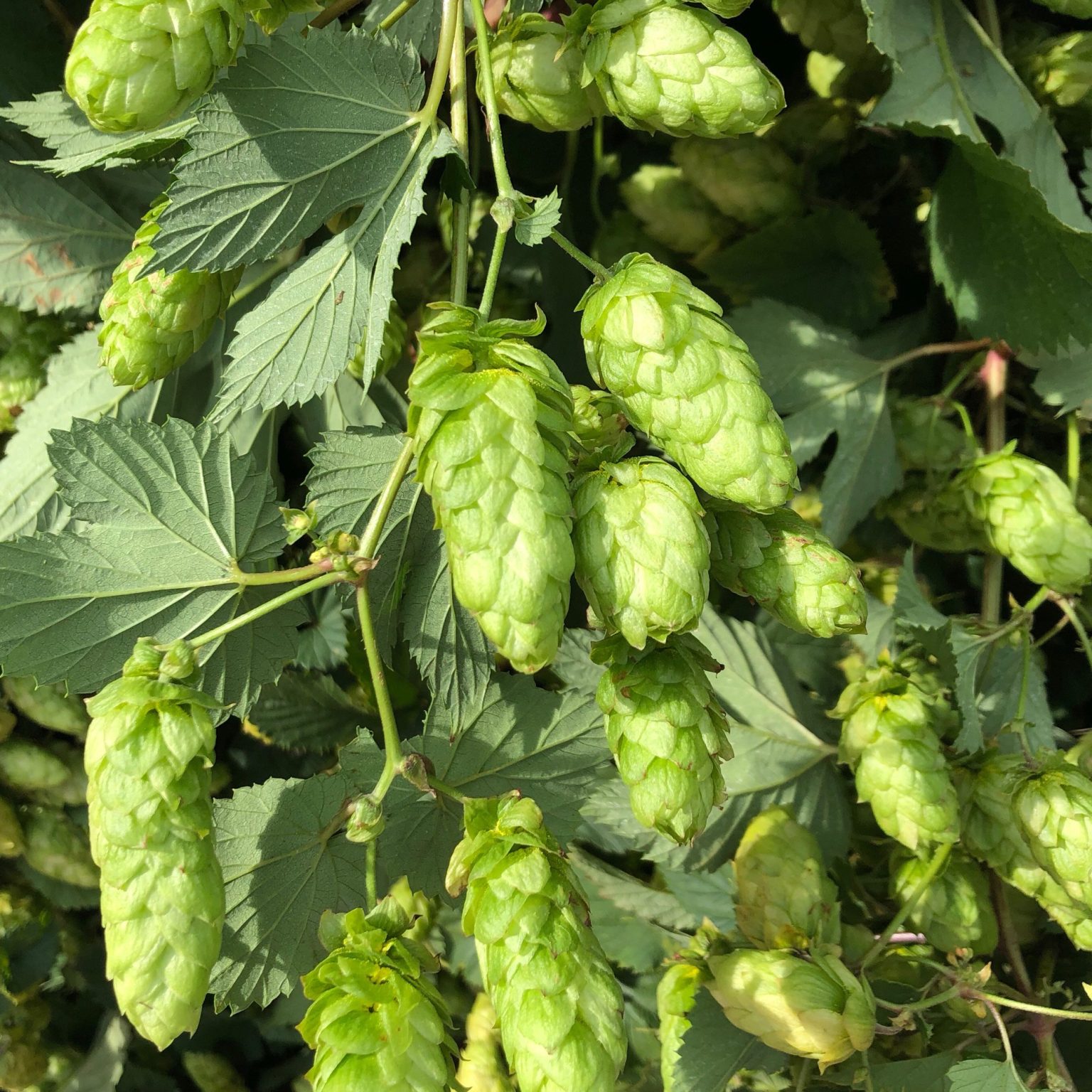 Hops - Hukins Hops
