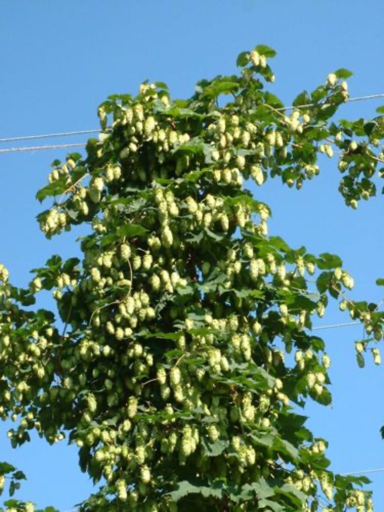 Hop Varieties for Every Beer Style | Hukins Hops