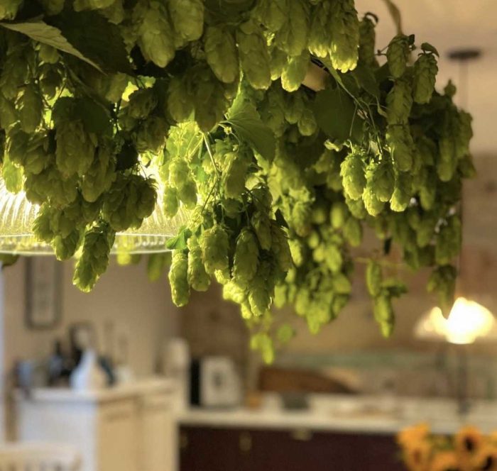 Hop Garlands | Hop Vines | Buy Decoration Fresh & Dried Garlands