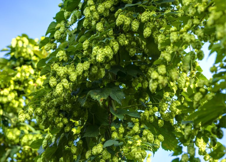 Mini Fresh Hop Vine | Enjoy Your Own Hops at Home